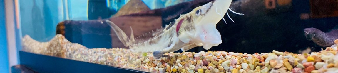 GRPM at Home – Grand Rapids Public Museum